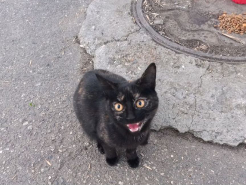 Домашняя кошечка плачет на улице