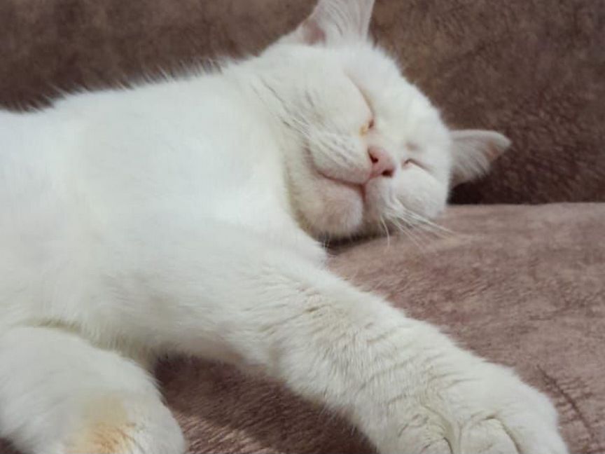 У кошки астма долго держать не будут