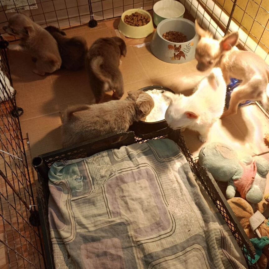 Чихуахуа, щенок