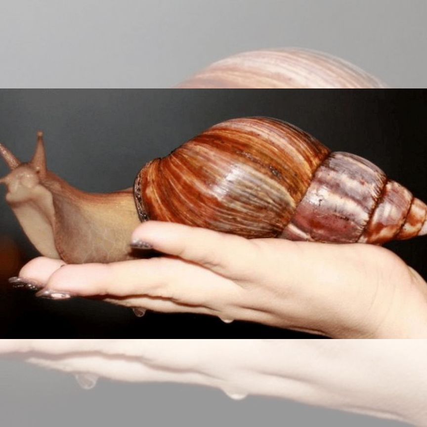 Улитка ахатина гигантская