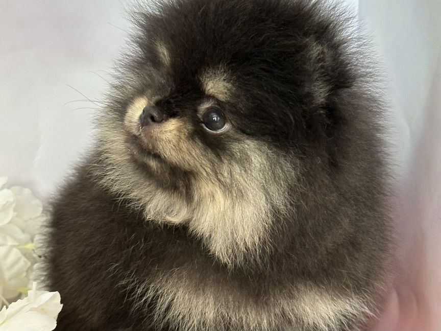 Померанский шпиц