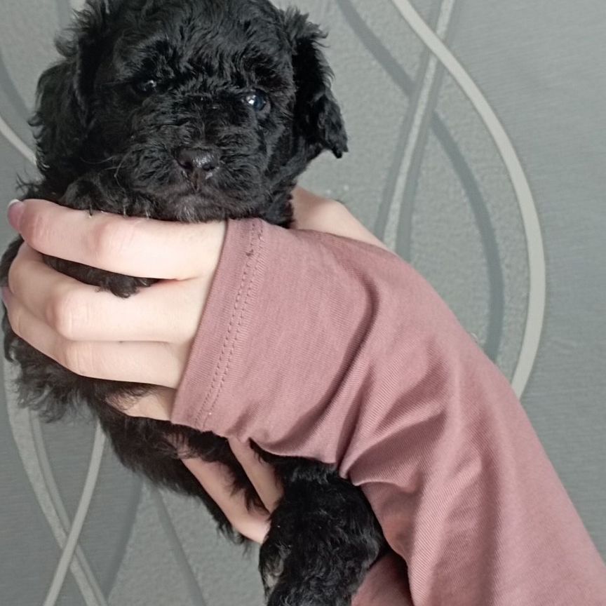 Щенки той пуделя