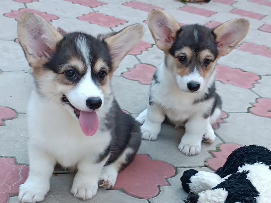 Триколор коржики