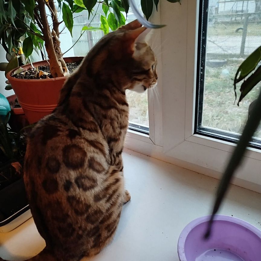 Кошки породистые