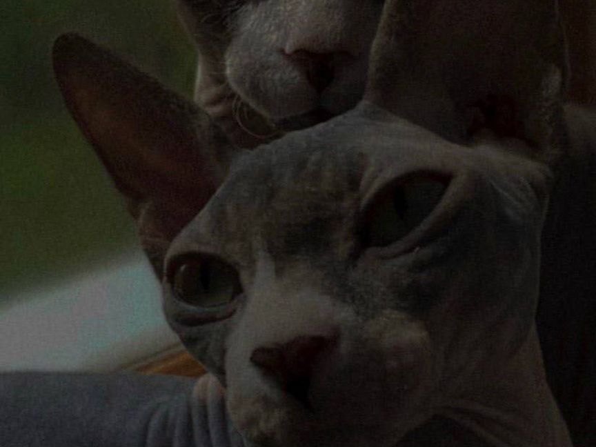 Потерялся Канадский сфинкс