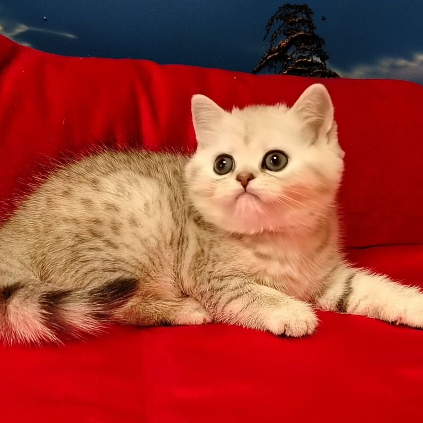 Серебристая кошечка