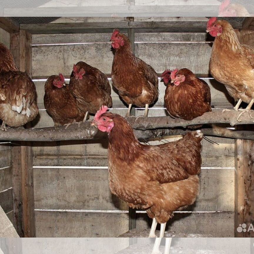 Куры Несушки с доставкой Коричневые