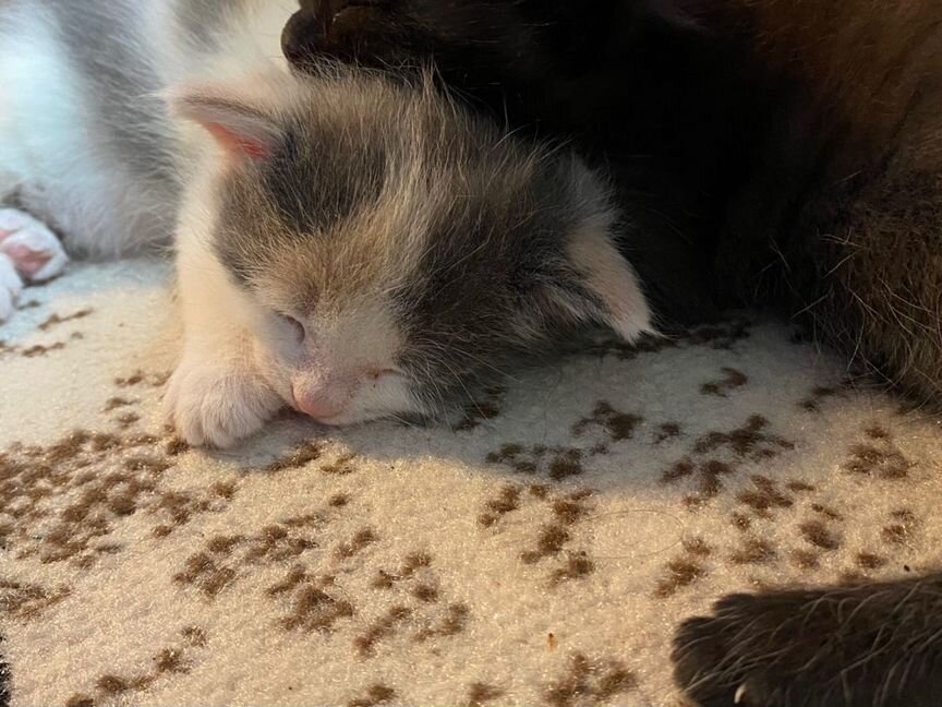 Котята в дар бесплатно