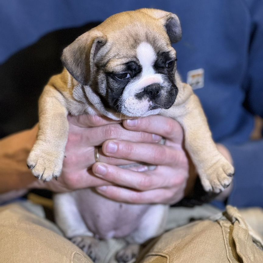 Французский бульдог девочка