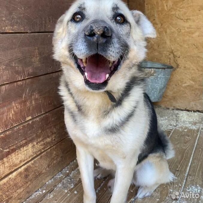 Дёма ищет дом