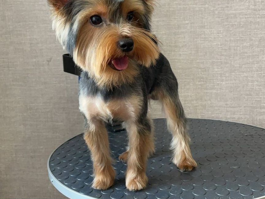 Ищем подружку Йоркширский терьер