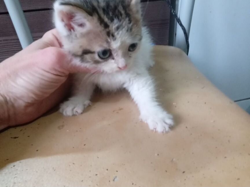 Отдам котёнка, мальчик