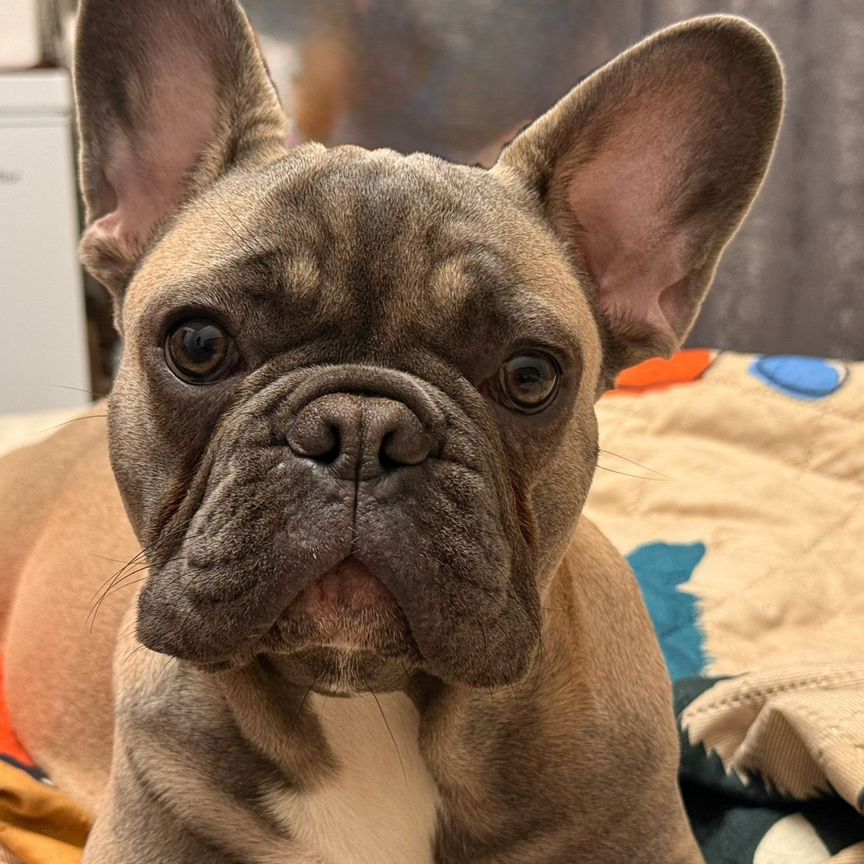 Французский бульдог, взрослая собака