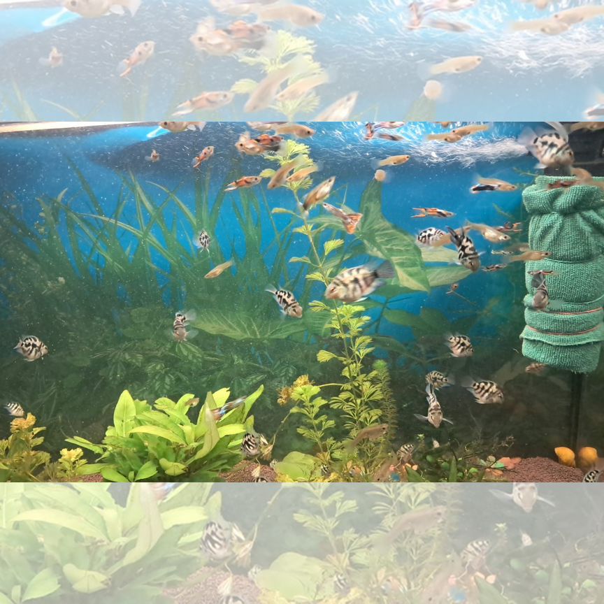 Гуппи и попугаи