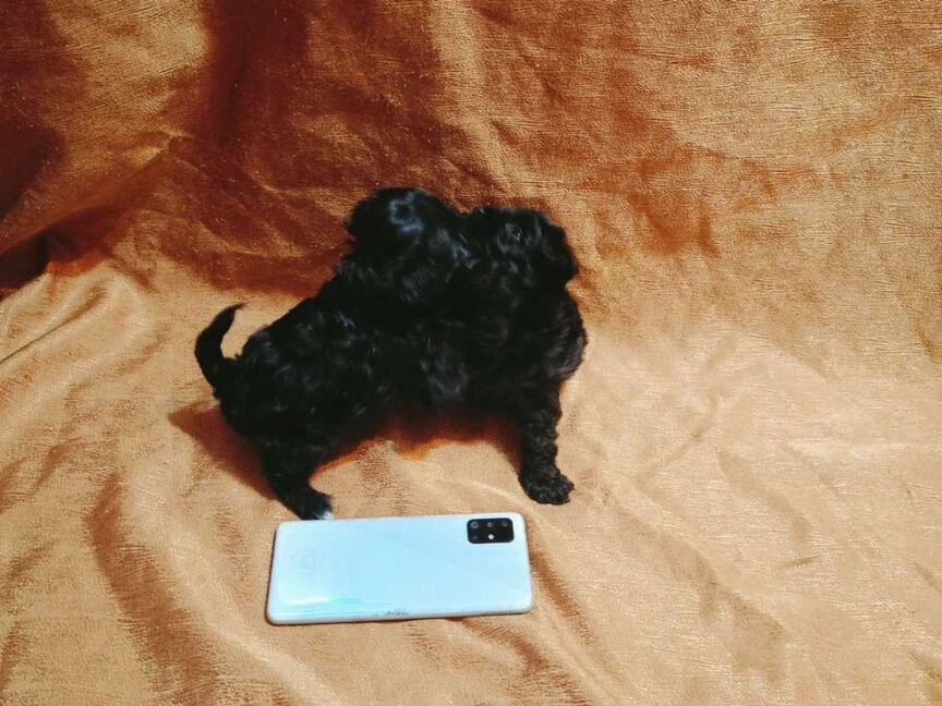 Мальтипу ф1 super micro gerl