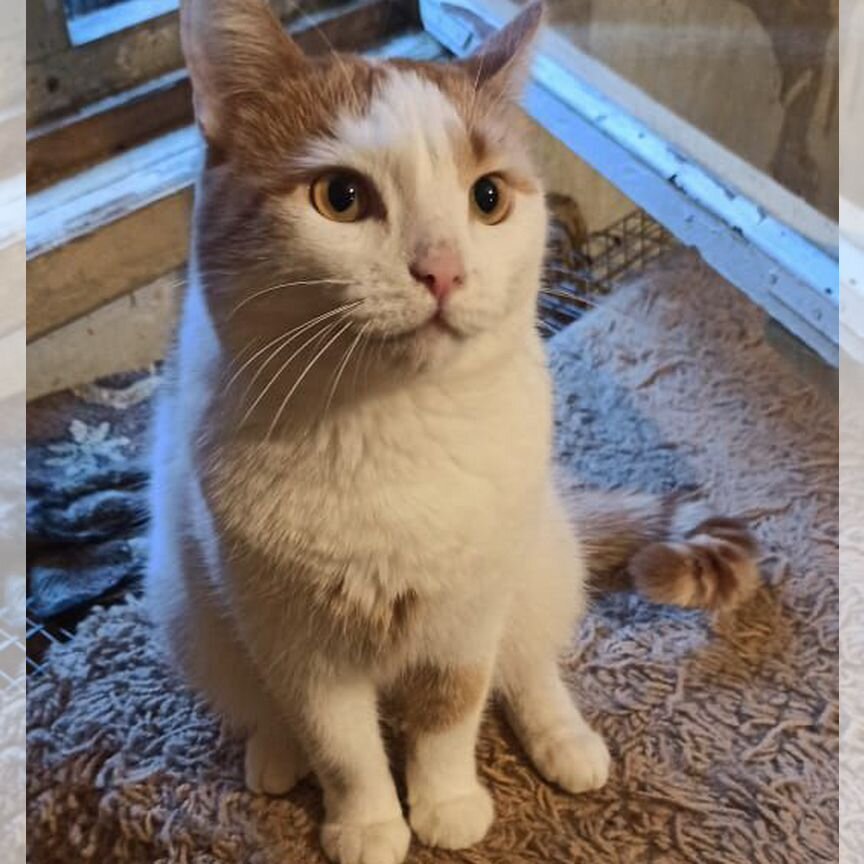 Котики бесплатно