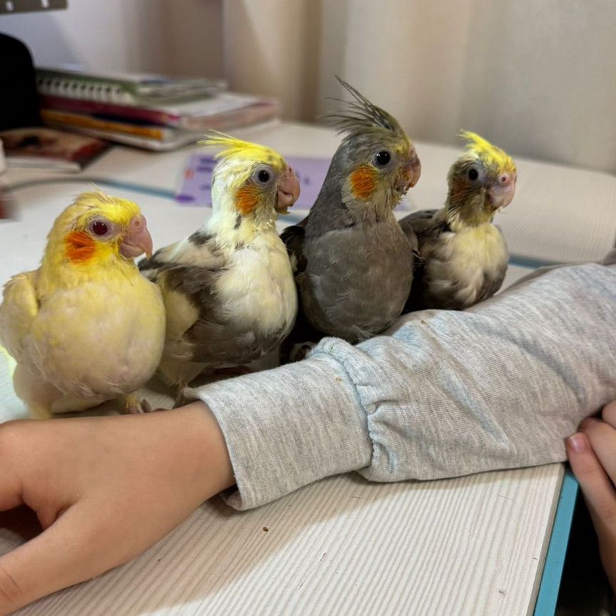 Попугай корелла выкормыши