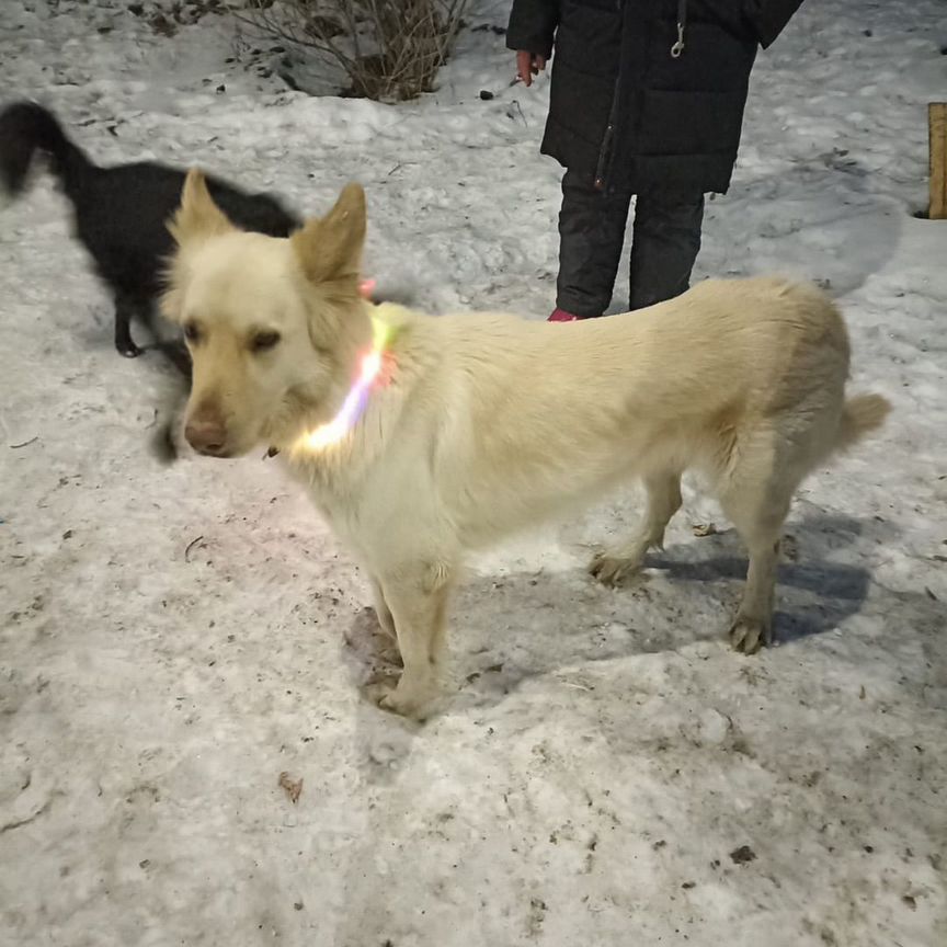 Отдам собаку в хорошие руки. Среднего размера