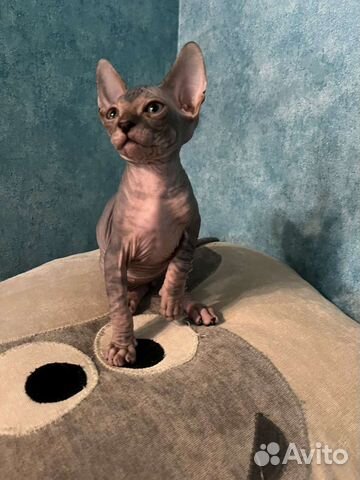 Канадский сфинкс котенок