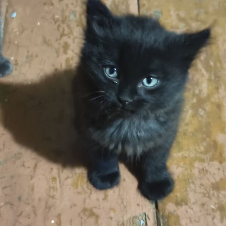Котёнок в добрые руки