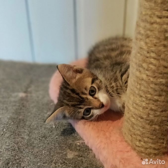 Ищут семью 4 котенка: 3 рыженьких и один серенький