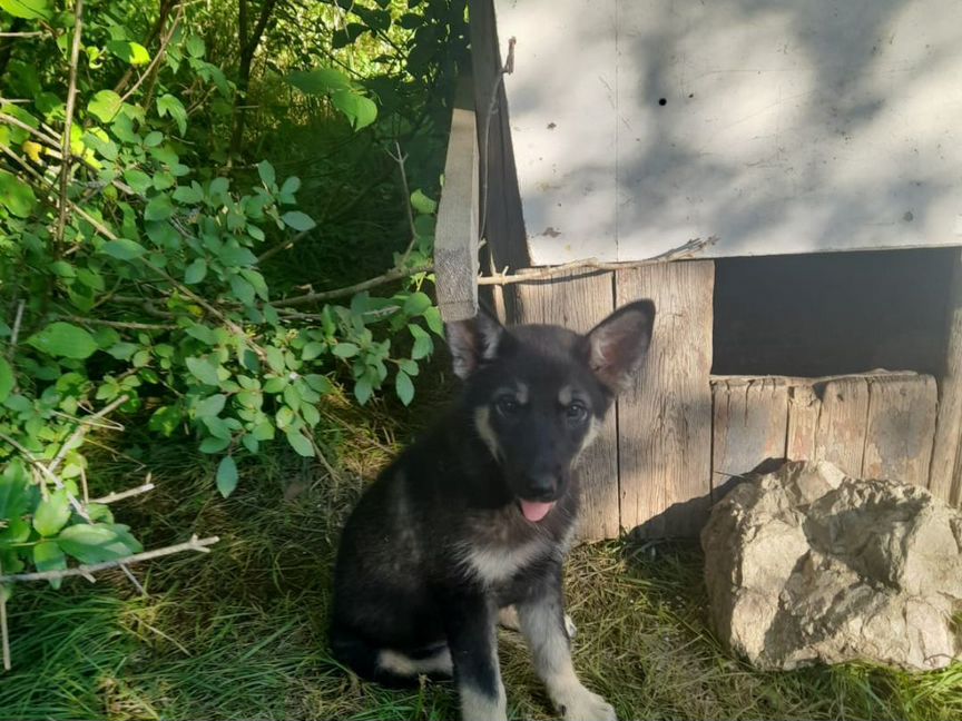 Помесь щенок Восточноевропейская овчарка