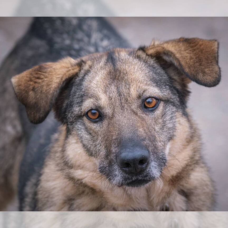 Боня из приюта