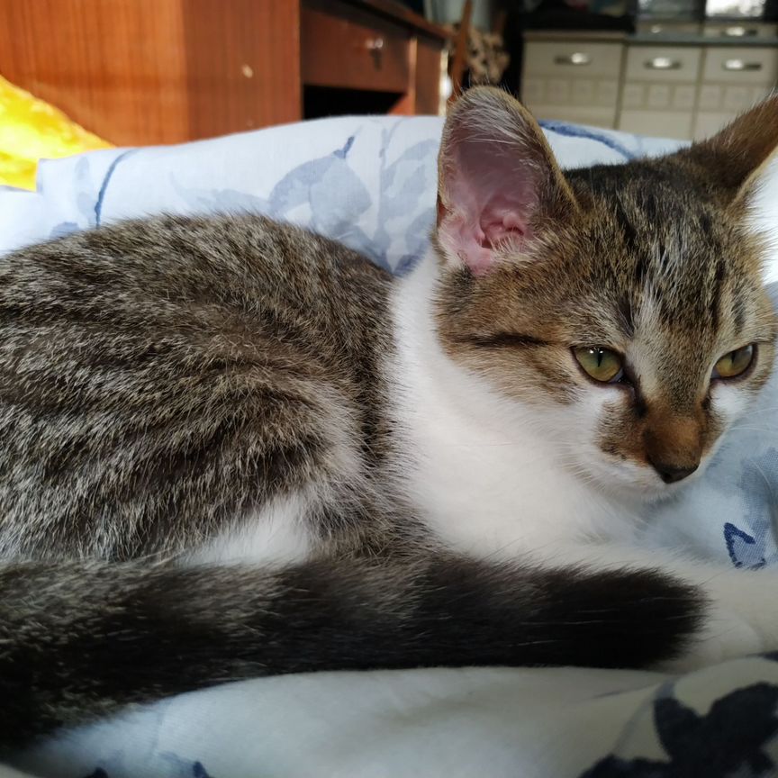 Катенок в добрые руки