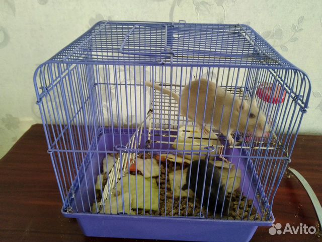 Мыши песчанки