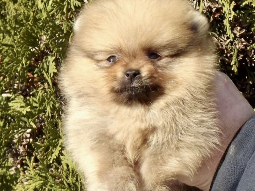 Померанский шпиц