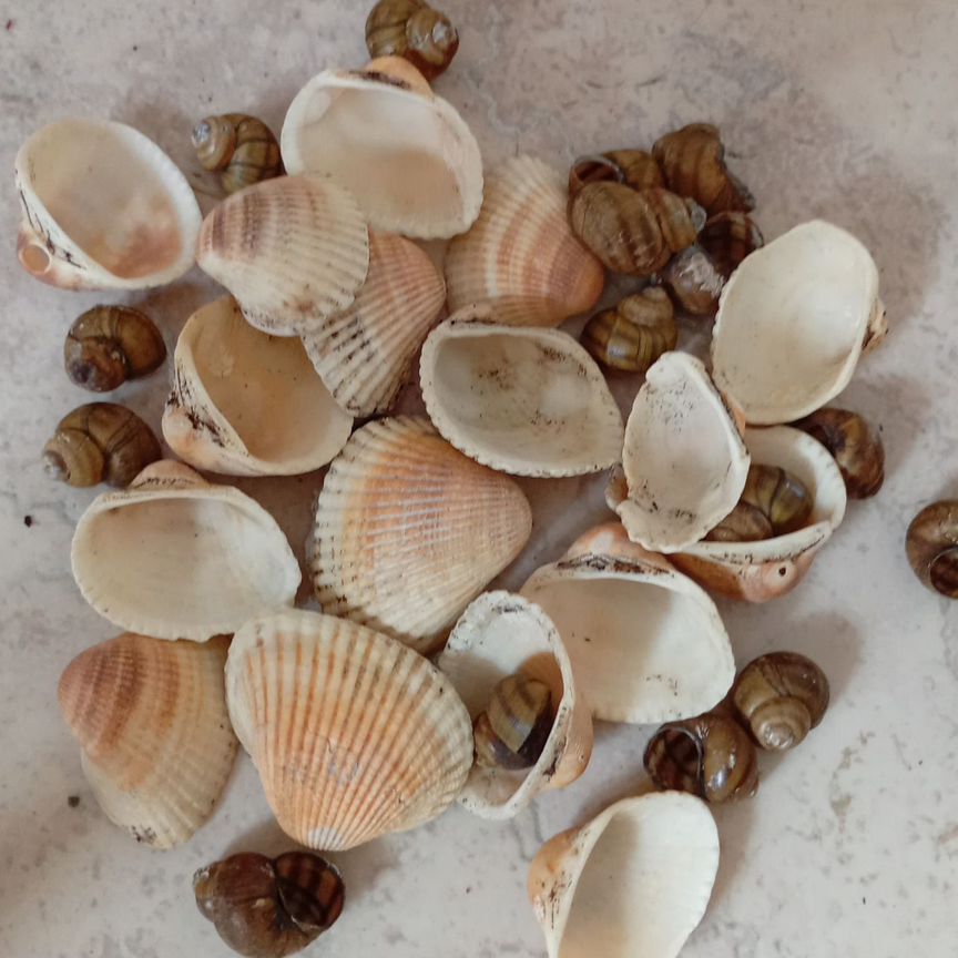 Продаю ракушки в хорошем состоянии