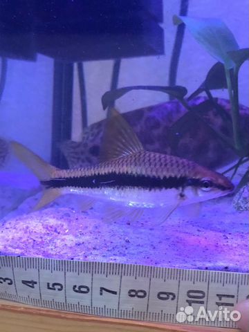 Сиамский водорослеед