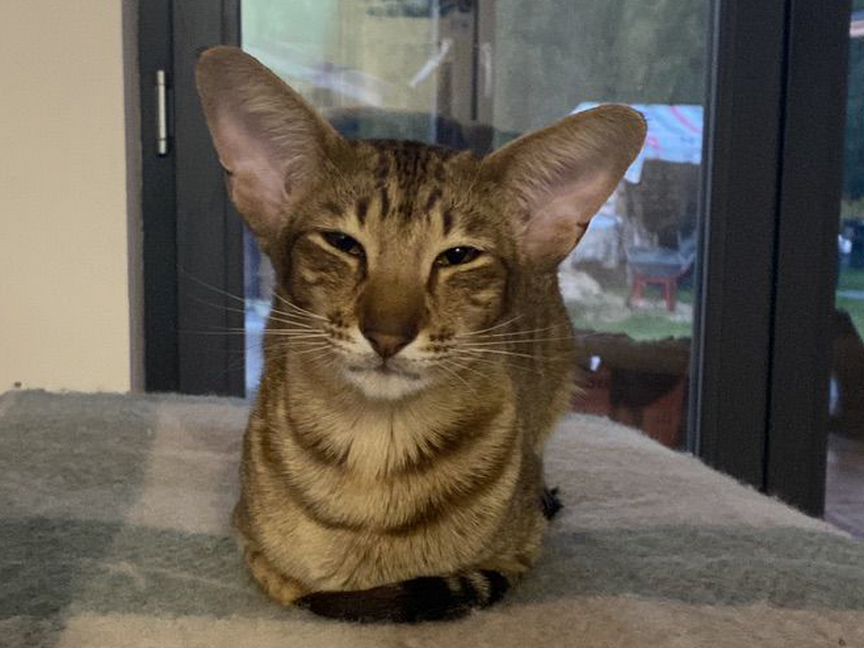 Кошка