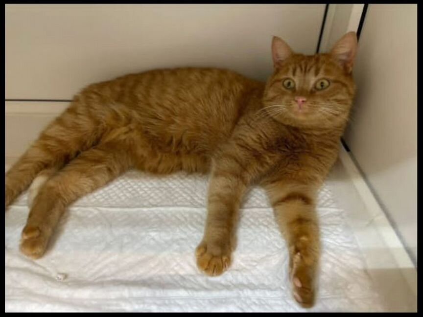 Котик Огонек ласковый