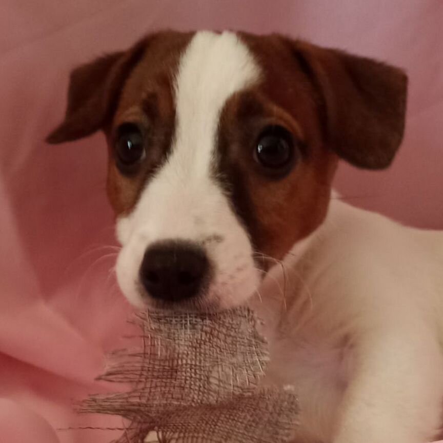 Джек-рассел-терьер, щенок