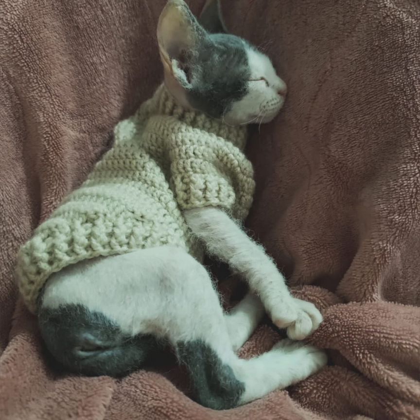 Одежда для животных