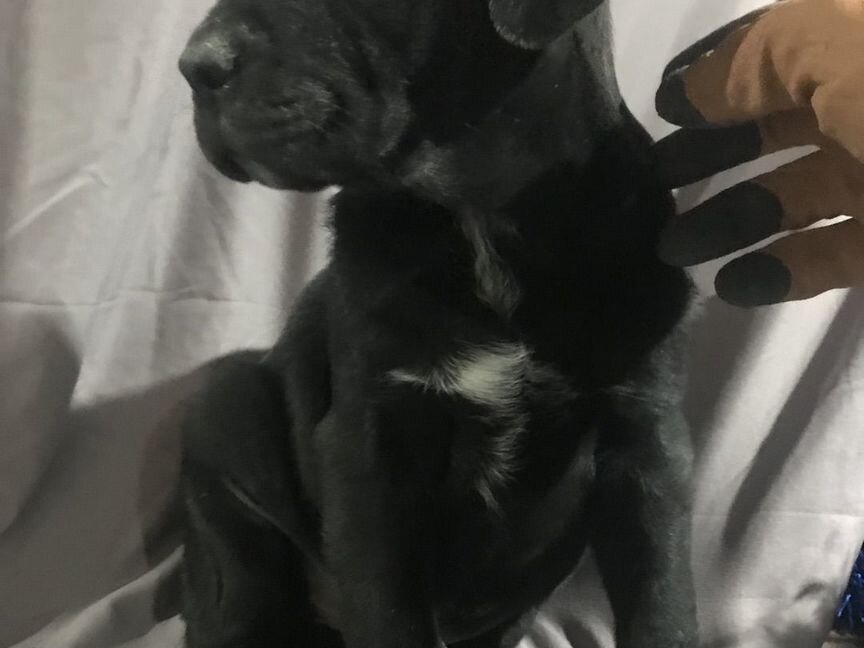 Щенки кане корсо