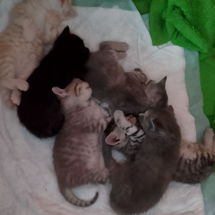 Домашние животные котята бесплатно