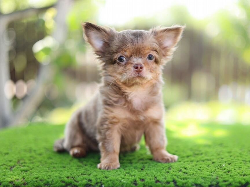 Мерле чихуахуа мальчик