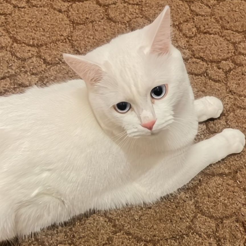 Британский короткошёрстный котёнок