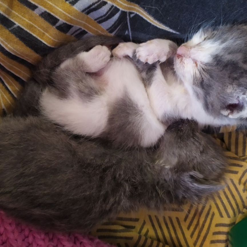 Пятерых котят нашли в лесу