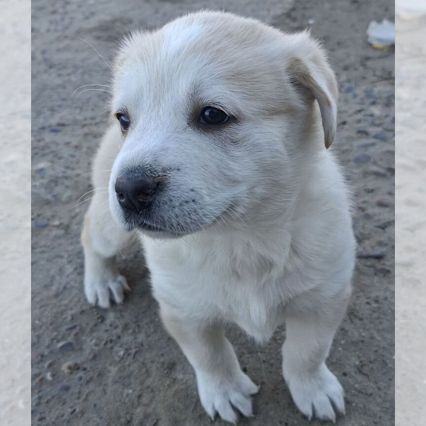 Щенок в добрые руки