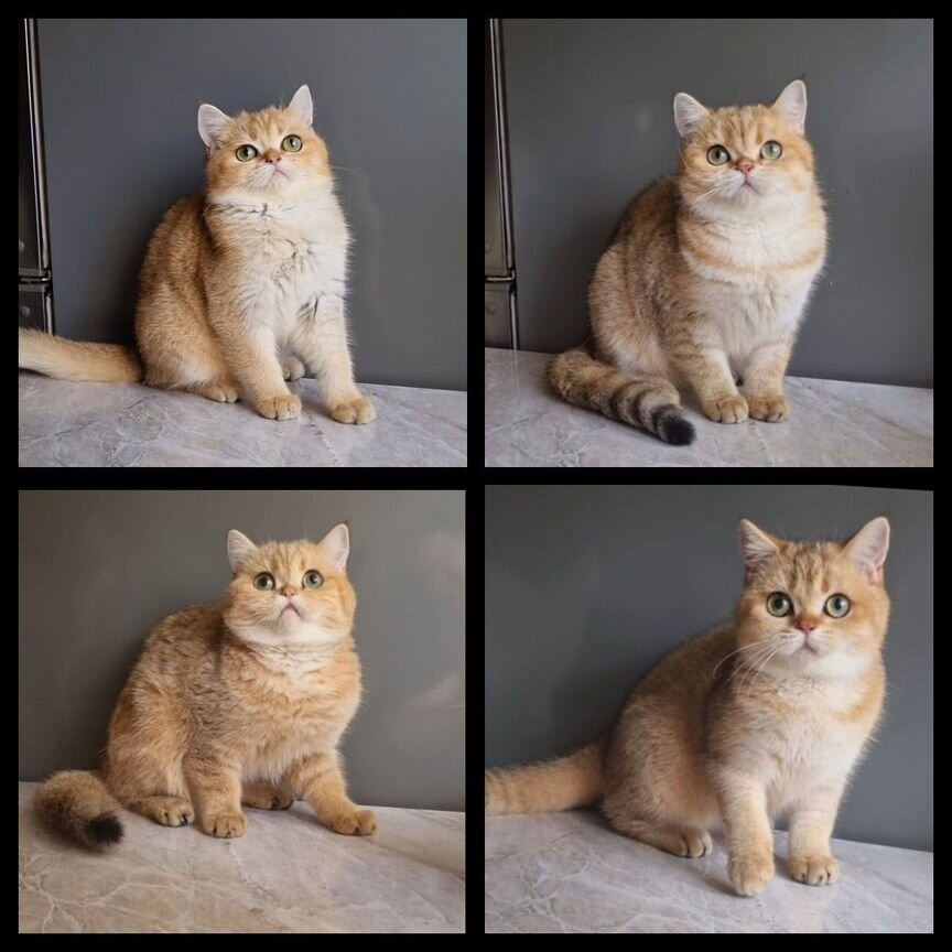 Девочка золотая шиншилла