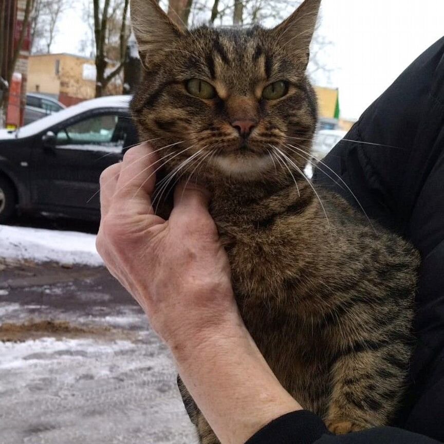 Кот Тихон