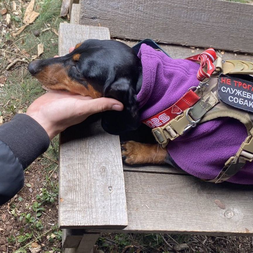 Такса, взрослая собака