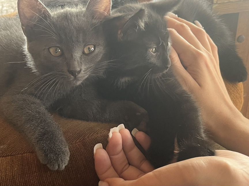 Отдам котенка в добрые руки