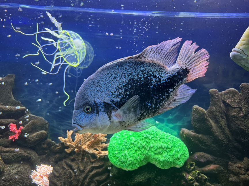 Рыба Гуттулатум