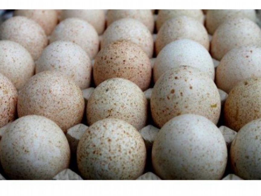 Инкубационное яйцо индейки