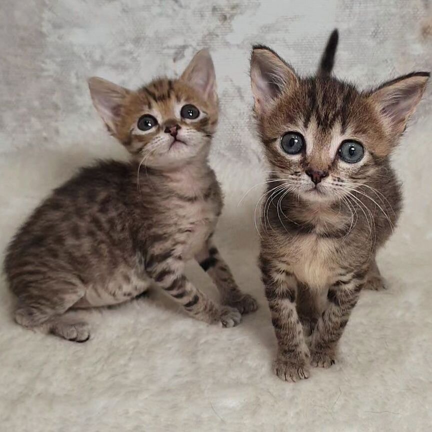 Котенок