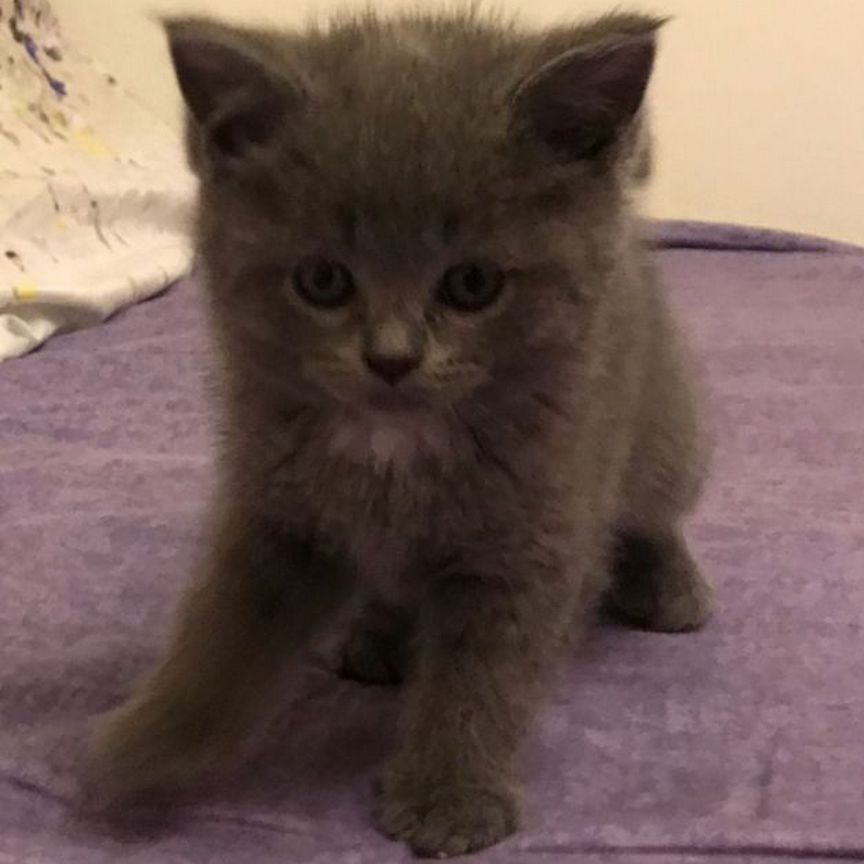Котята русская голубая